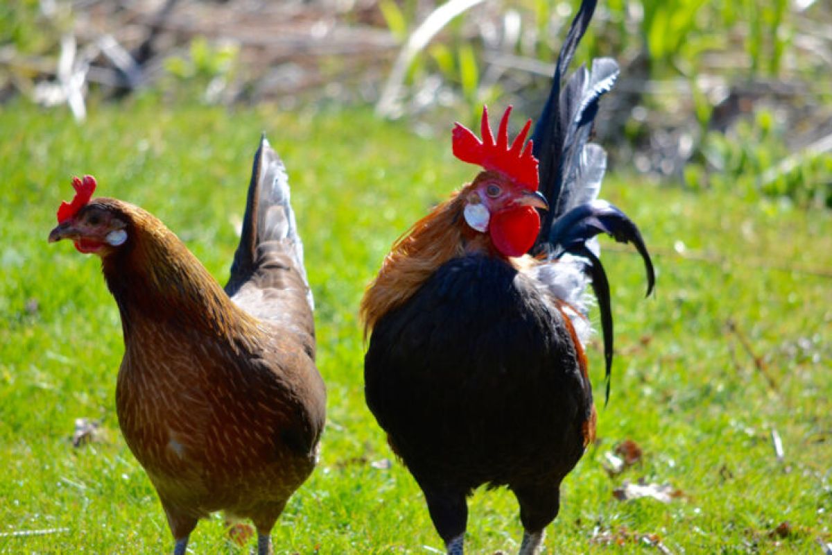 The History And Evolution Of Today’s Common Chicken