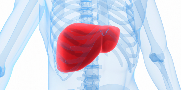 Fascinating Facts And Insights Into The Human Liver